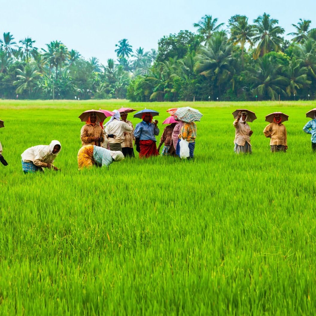 Farmer Farming In Kerala Agriculture And Farming | Kerala And Other